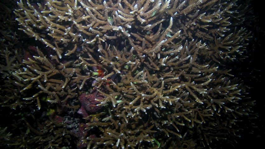 Coral Reef at Night in Stock Footage Video (100% Royalty-free) 5466965 ...