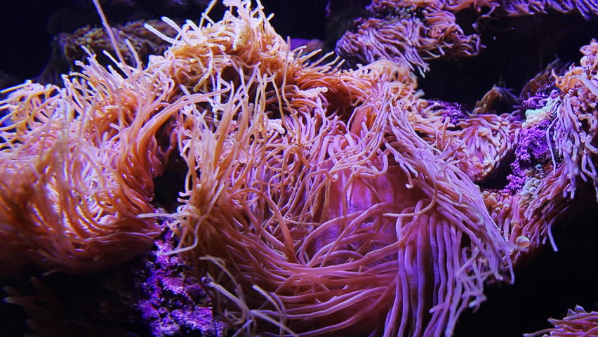 Beautiful Algae Moving Smoothly Under Stock Footage Video (100% Royalty ...