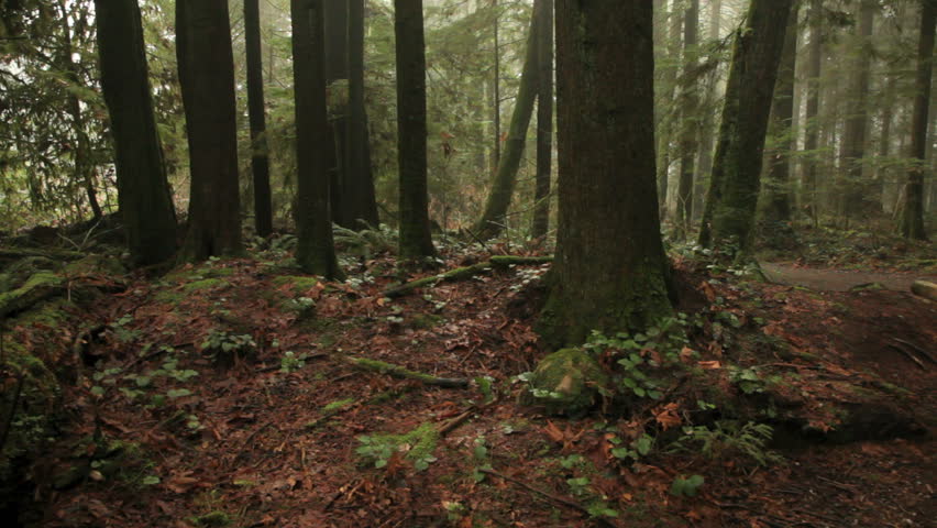 bc canada forest north vancouver Stock Footage Video (100% Royalty-free ...