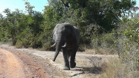 Elephant Walking Few Steps Backwards Flapping Stock Footage Video (100% ...