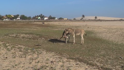 Donkeys Having Fight Stock Footage Video (100% Royalty-free) 5483747 ...