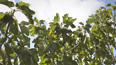 Fig Tree Gently Shaken By Wind Stock Footage Video (100% Royalty-free ...
