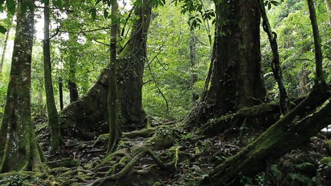 most famous trees hawaii tree huge Stock Footage Video (100% Royalty ...