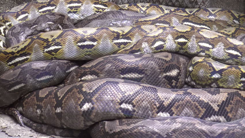 large reticulated pythonpython reticulatus resting hd Stock Footage ...