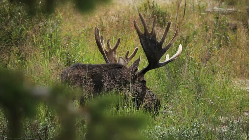 Moose Bull Hiding Behind Trees Stock Footage Video (100% Royalty-free ...