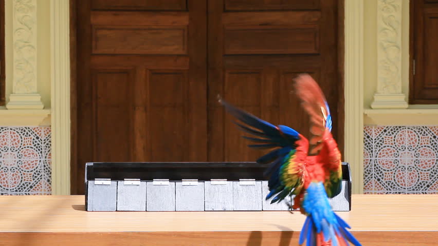 Bird Does Tricks Stock Footage Video (100% Royalty-free) 5508617 ...