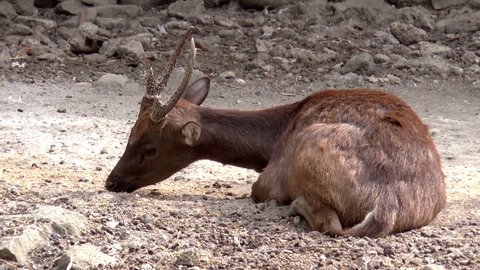 Young Philippine Deer Rusa Marianna Eating Stock Footage Video (100% ...