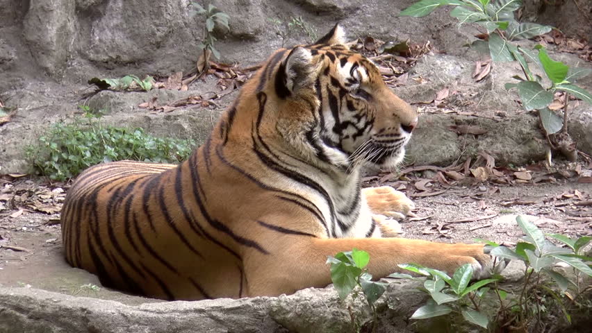 Tiger at Zoo Resting, Lying Stock Footage Video (100% Royalty-free ...
