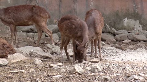 Herd Philippine Deer Rusa Marianna Eating Stock Footage Video (100% ...
