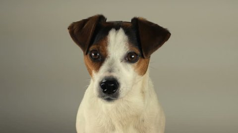 Cute Little Dog Lying On Back Stock Photo (Edit Now) 178086413