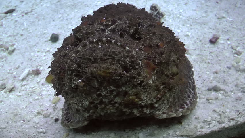Venomous Estuarine Stonefish(synanceia Horrida) On Stock Footage Video ...