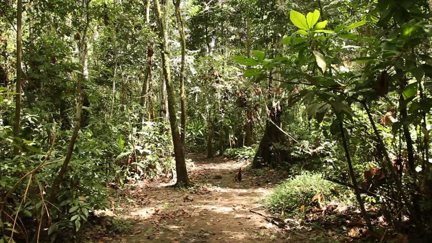 Video Footage of the Amazon-rainforest Stock Footage Video (100% ...