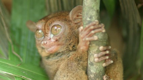 Footage Philippine Tarsier Taken Bohol Animal Stock Footage Video (100% ...
