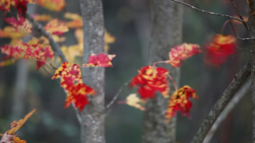 Rustling Leaves in the Forest Stock Footage Video (100% Royalty-free ...