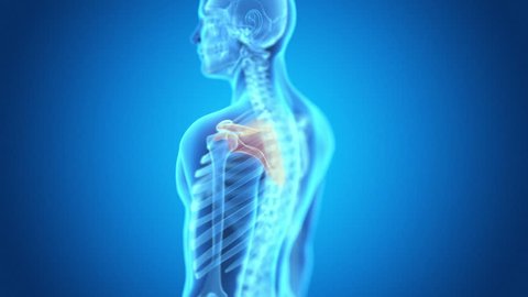 3d Illustration Neck Painful Cervical Spine Stock Illustration 1029546799