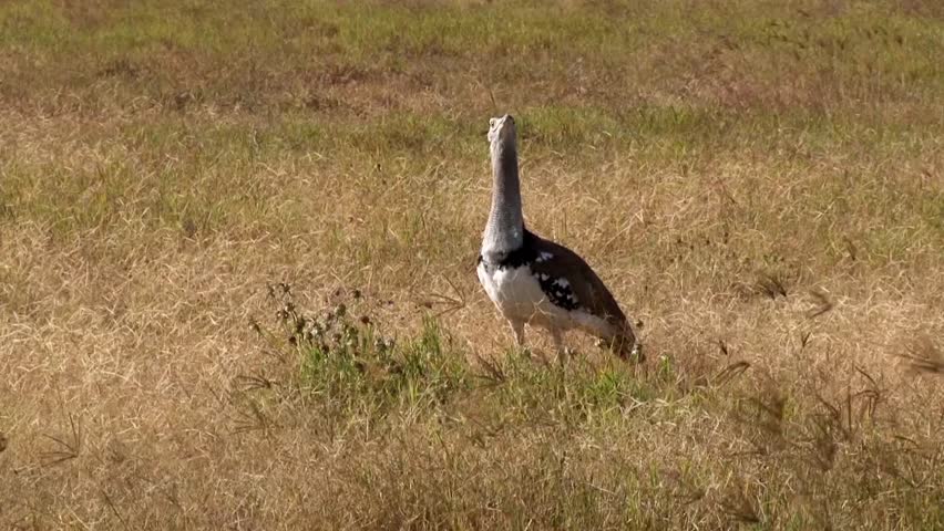 kori bustard very large bird looks Stock Footage Video (100% Royalty ...