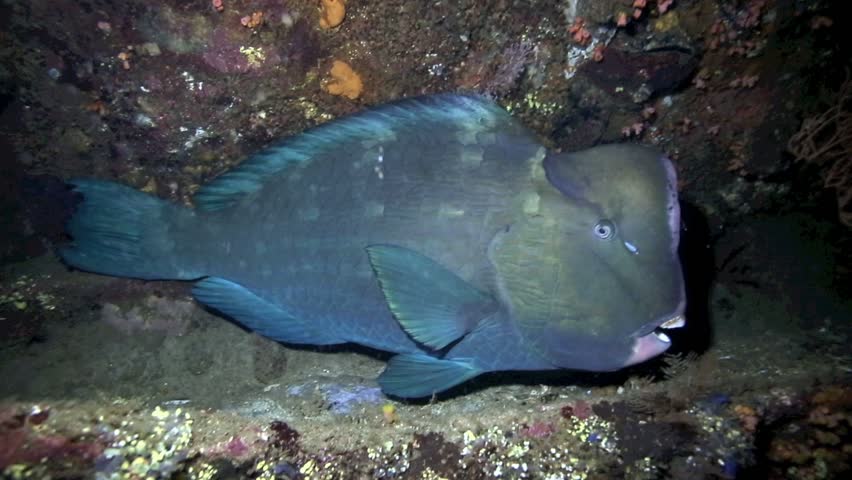 Large Bumphead Parrotfish Sleeping at Stock Footage Video (100% Royalty ...