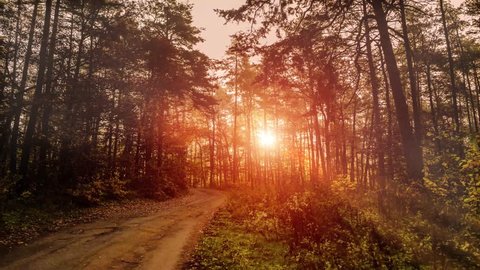 Timelapse Video Sun Going Through Trees Stock Footage Video (100% ...