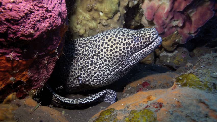giant black spotted moray eel underwater Stock Footage Video (100% ...