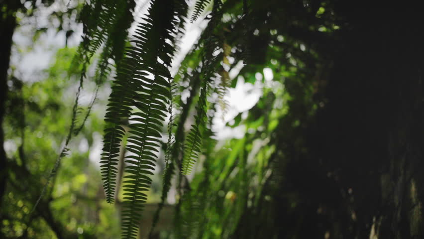 horse tamarind shoot scene sound rain Stock Footage Video (100% Royalty ...