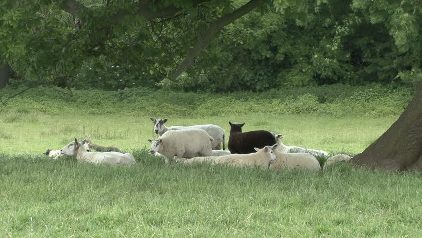 sheep shelter sun under tree hd Stock Footage Video (100% Royalty-free ...