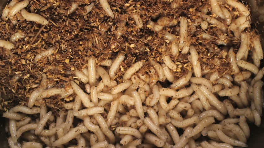 maggots Stock Footage Video (100% Royalty-free) 5608271 | Shutterstock