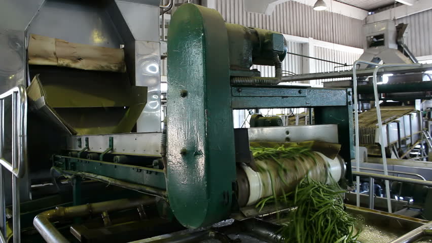 Processing of Green Beans ; Stock Footage Video (100% Royalty-free ...