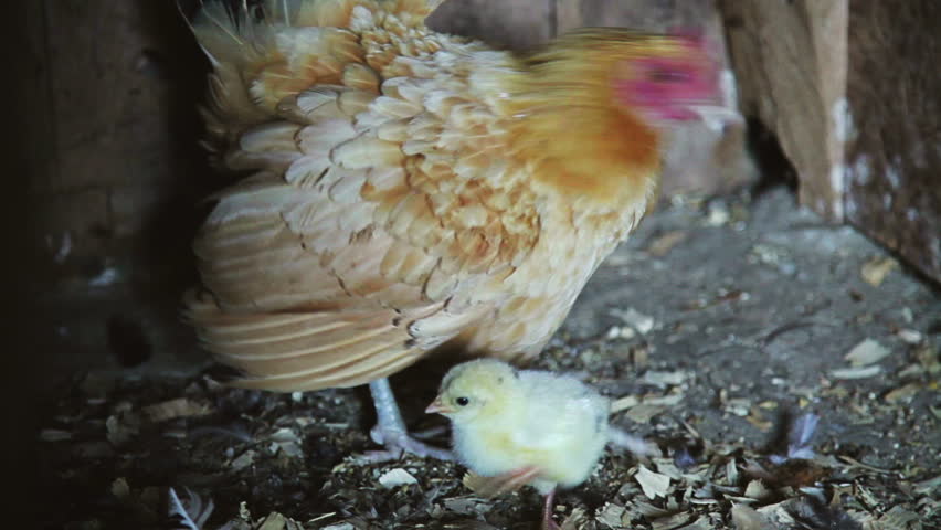 mother hen protecting his one only Stock Footage Video (100% Royalty ...