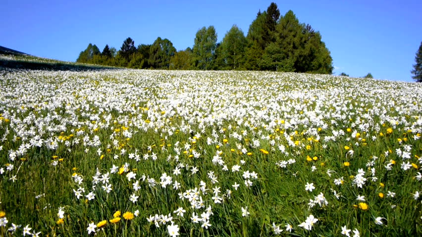 Aerial: Daffodil Meadow Stock Footage Video (100% Royalty-free) 5617490 ...