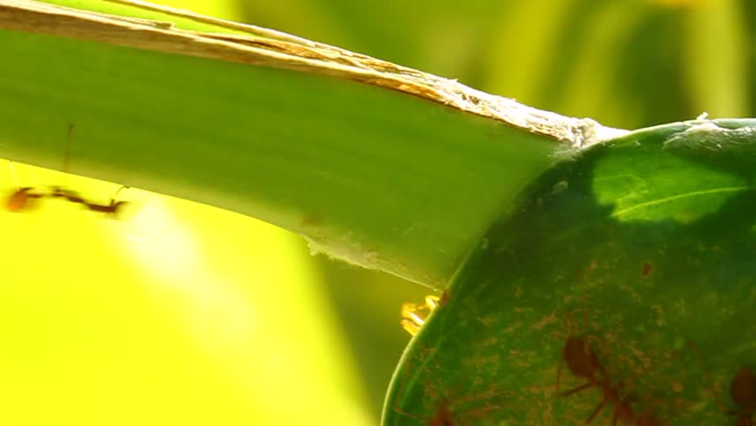 Red Ants and Building Ants Stock Footage Video (100% Royalty-free ...