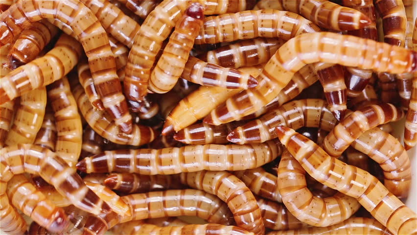 zophobas morio worms close background Stock Footage Video (100% Royalty ...
