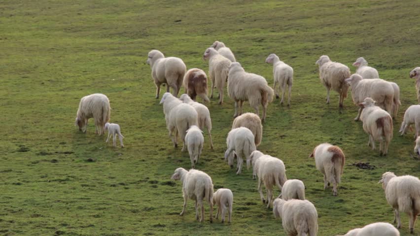 「Flock of Sheep Moving」の動画素材（ロイヤリティフリー）5630228 | Shutterstock