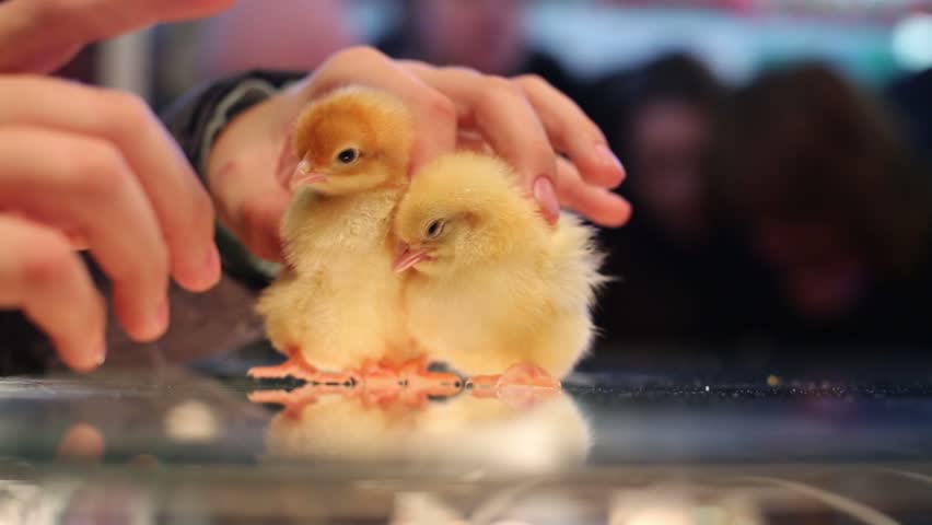 two yellow baby chicks between humans Stock Footage Video (100% Royalty ...
