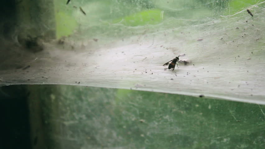 Spider Catching Fly Struggling On Stock Footage Video (100% Royalty ...