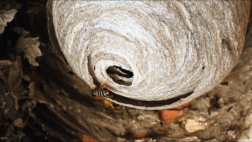 wasp nest building Stock Footage Video (100% Royalty-free) 5639258 ...