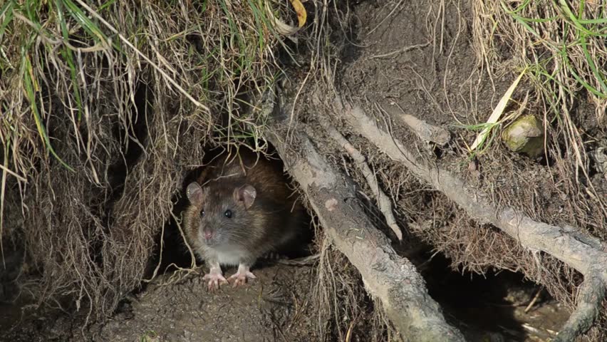 wild brown rat peeking out burrow Stock Footage Video (100% Royalty ...