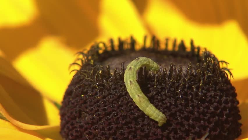 caterpillar eating center black eyed susan Stock Footage Video (100% ...