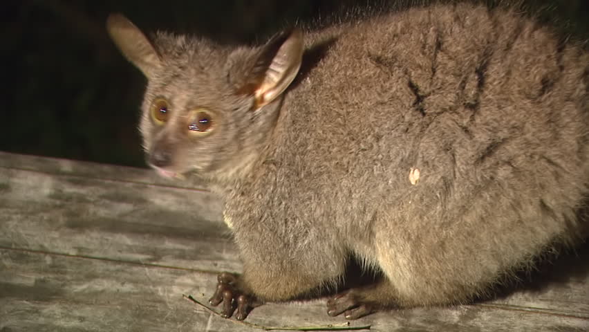 bushbaby sitting on log eating food Stock Footage Video (100% Royalty ...