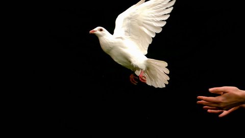 Two Hand Holding White Dove Flying Stock Vector (Royalty Free) 459758968