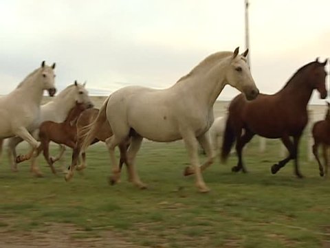 Beautiful White Arabian Horses Running Over Stock Photo (Edit Now ...