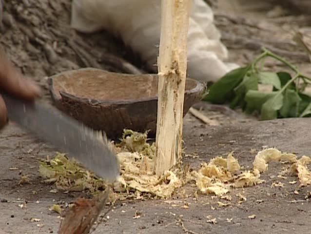 mentawai making curare poison Stock Footage Video (100% Royalty-free ...