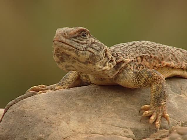 Berber Catching a Lizard in Stock Footage Video (100% Royalty-free ...