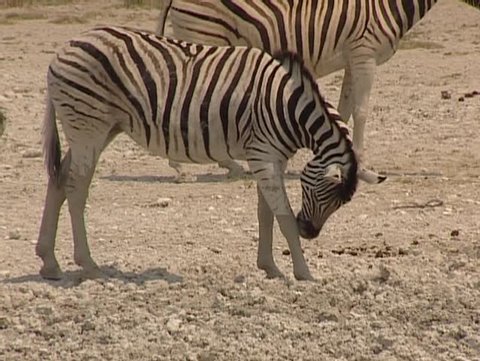 Zebra Looking Water Mud Stock Footage Video (100% Royalty-free) 5680286 ...