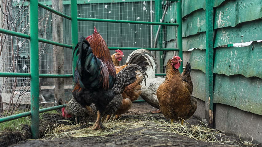 Pets On the Farm 스톡 동영상 비디오(100% 로열티 프리) 5690372 | Shutterstock