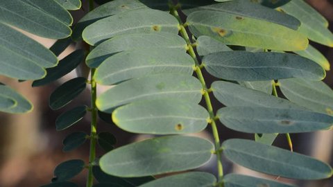 Akashmoni Tree Leaf Closeup Image Water Stock Photo 1736398184 ...