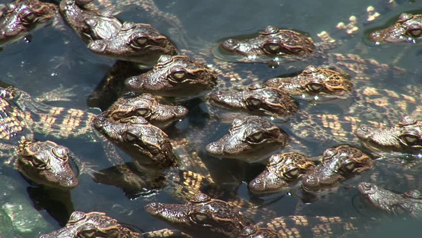 babies crocodiles feeding zoo Stock Footage Video (100% Royalty-free ...