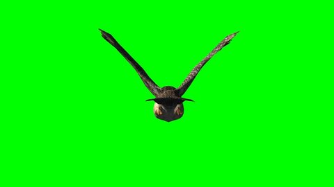 3d Render Hawk Flying Loop On Stock Footage Video (100% Royalty-free ...