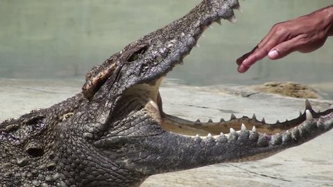 Crazy Man Put His Hand Crocodile Stock Footage Video (100% Royalty-free ...