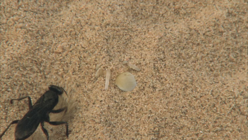 Wasp Digging in Sand Walks Stock Footage Video (100% Royalty-free ...