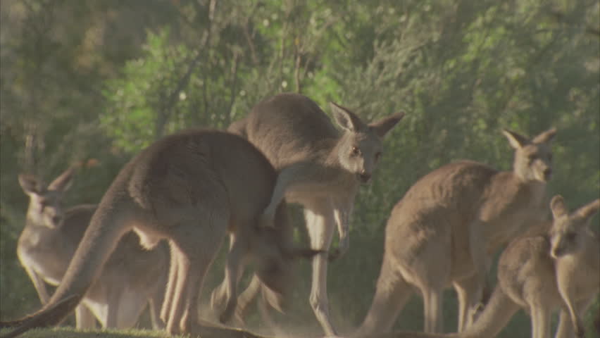 One Kangaroo Tries Start Fight Kicks Stock Footage Video (100% Royalty ...